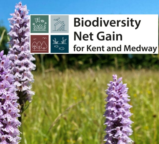 Biodiversity Net Gain for Kent and Medway | Making Space For Nature Kent